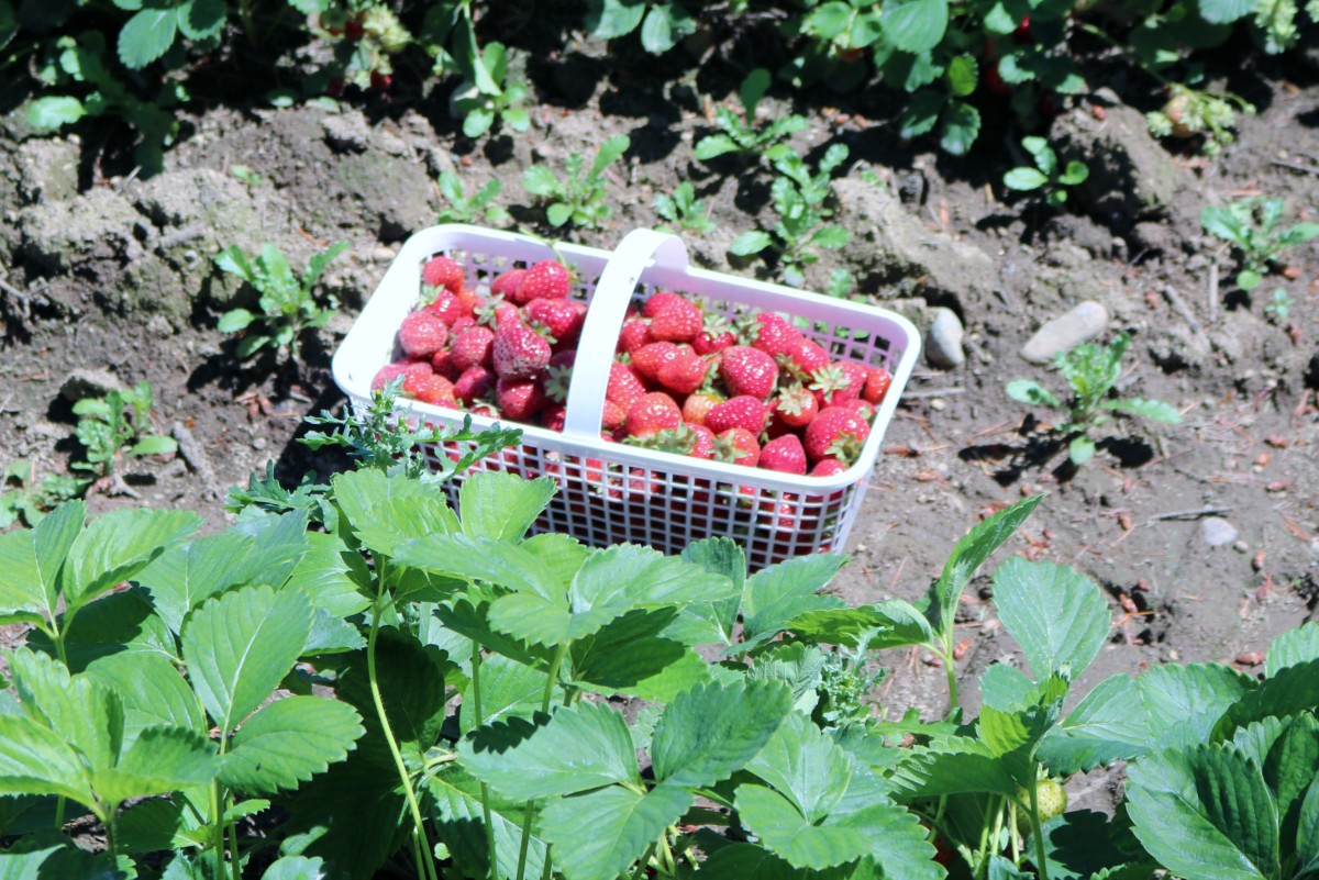 BC Strawberries #Contest - Good Life Vancouver