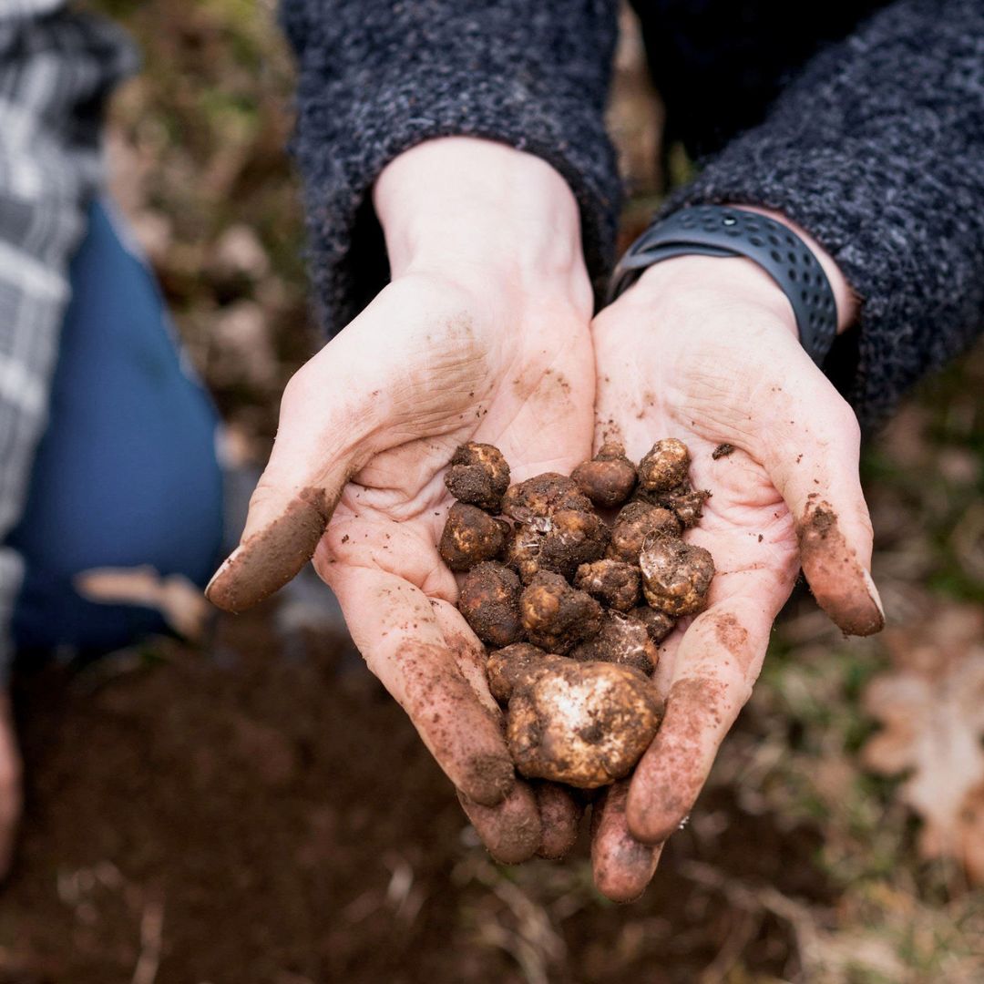 Chef Bruno Feldeisen Truffle Dinner - Good Life Vancouver