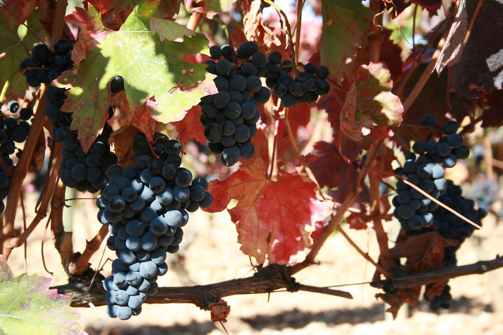 Tempranillo: A Global Gem, Grown Locally - Good Life Vancouver